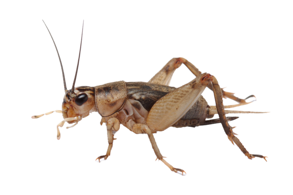 Crickets - Bugs by Brian