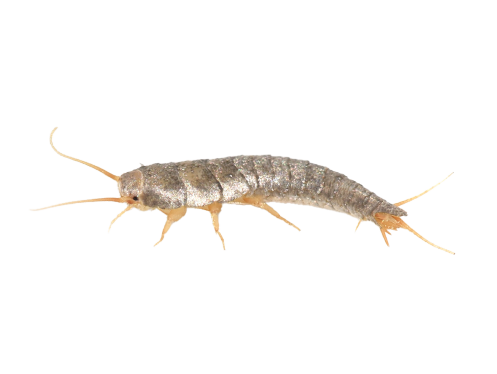 Firebrats - Bugs by Brian